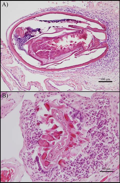 Histology Of The Cane Toad Urinary Bladder Walls Containing