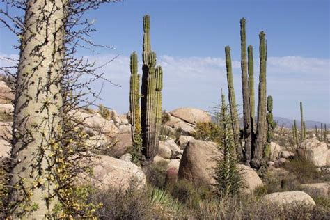 9 Ecosistemas De Baja California ¡descúbrelos Aquí