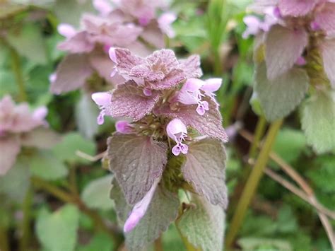 Woonjong 💐🐦 꽃과 詩 여기 자주빛으로 자주광대나물 조금 낯설어도 괜찮아 자줏빛 투구를 쓴 채 안양천 둔덕 봄바람 속에 섰다 냉이도 있고 꽃다지도