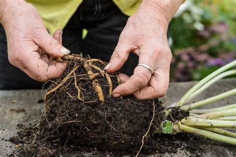 How To Propagate Plants Like A Pro 10 Easy Methods Complete Gardening