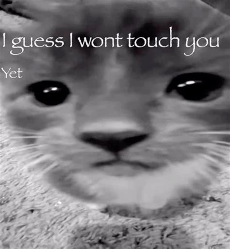 Discover 53 Cat Sus Ideas On This Pinterest Board Cat Memes Silly Cats Silly Cats Pictures