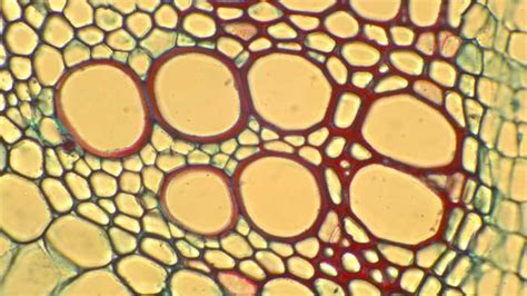 Xylem Cell