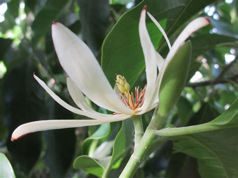 7 Manfaat Bunga Cempaka No 5 Wanita Harus Tahu