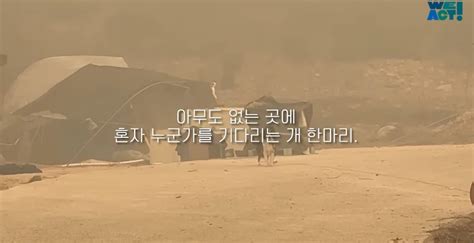 산불로 인해 목줄 묶인 개들은 그대로 죽어가는 중 유머 움짤 이슈 에펨코리아