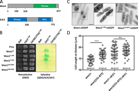 Wee1 Localization To Nodes Requires Cdr2 Kinase Activity And The Wee1 N Download Scientific
