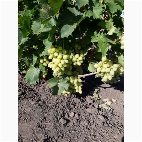 Продам виноград купить виноград Ростовская обл — Agro Russia