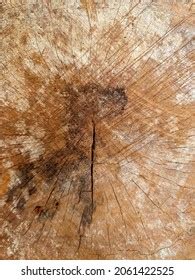 Cross Section Tree Trunk Stock Photo 2061422525 Shutterstock