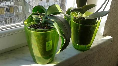 ორქიდეომანია ორქიდეის მოვლის ძირითადი პრინციპები Youtube