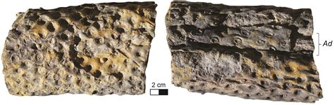 Archived Fossil Of The Month Kentucky Geological Survey University Of Kentucky