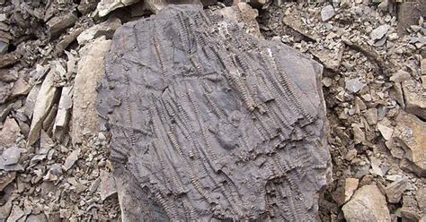 Crinoid Stem Log Jam Imgur