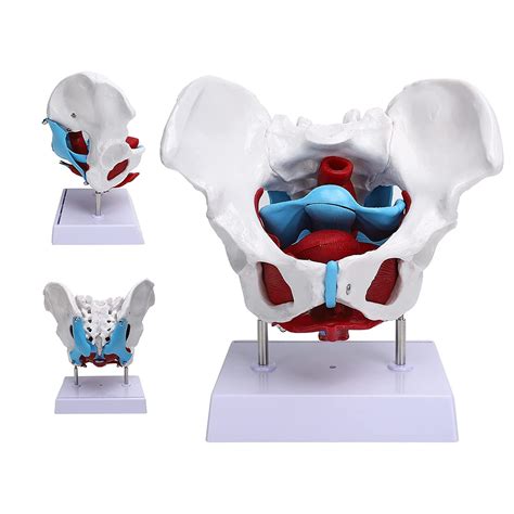 Buy Uigjiog Human Anatomy Female Pelvis Uterus Modelpelvis Model