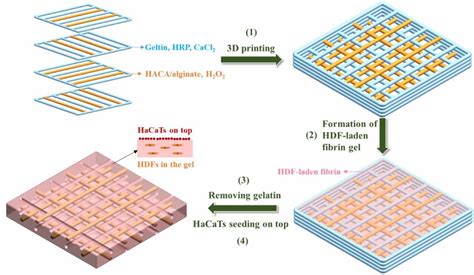 Fabrication Of A Double Layered Skin Model Step 1 3d Hybrid Printing