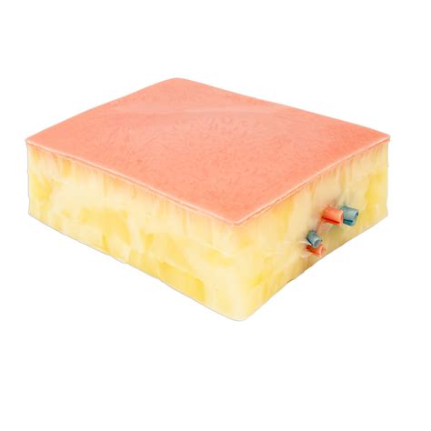 Embedded Femoral Groin Model Lifelike Biotissue