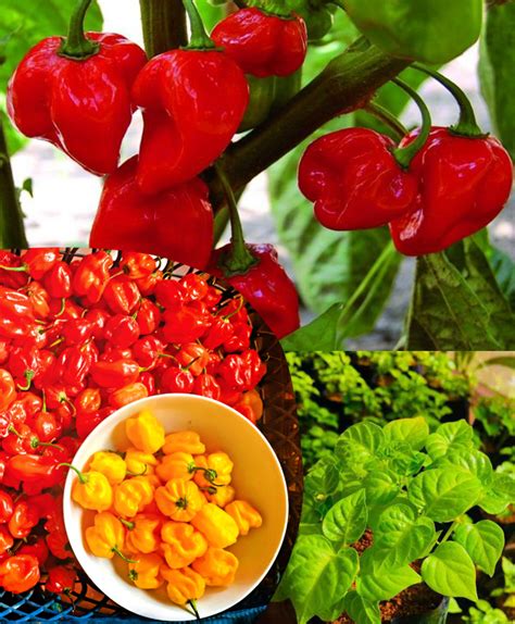 නයිමිරිස් වගා පොත Payhip