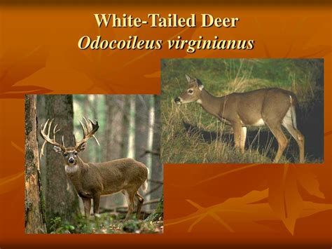 Ppt Missouri Mammals Powerpoint Presentation Free Download Id 440503