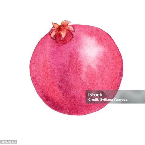 밝은 잘 익은 전체 석류 튀김 수채화 손 그린 그림입니다 엽서 메뉴 디자인 인쇄용 석류에 대한 스톡 벡터 아트 및 기타 이미지 석류 수채화 0명 Istock