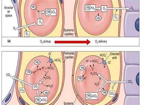 Nursing Oxygenation PPT
