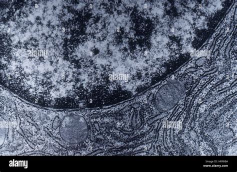 Cell Chromatin Micrograph Fotos Und Bildmaterial In Hoher Auflösung Alamy