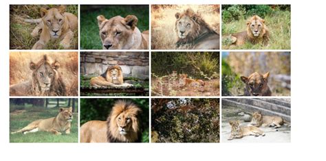 12 Awesome React Photo Gallery Components Onaircode