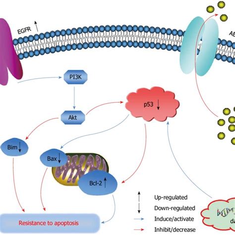 Over Expression Of Atp Binding Cassette Transporters And Evasion Of