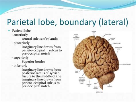 The Cerebral Hemispheres Gross Anatomy And Connections