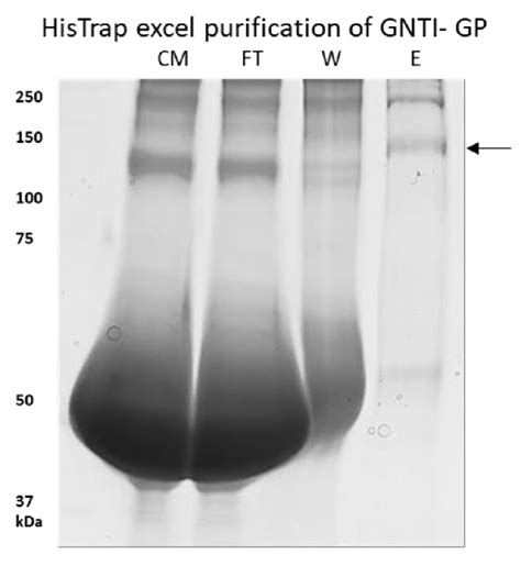11 Histrap Excel Purification Of Gp Expressed In Expi293 Gnti Cells