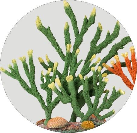 Budding Types Of Budding Budding In Yeast And Budding In Hydra