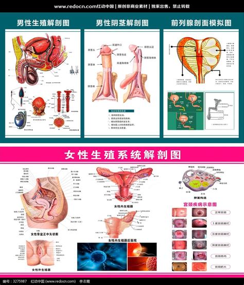 男女泌尿生殖系统解剖展板图片下载 红动中国