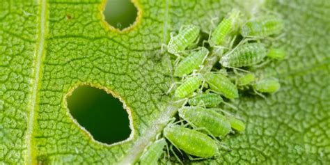Aphids On Peas Why They Infest Your Plants And What To Do
