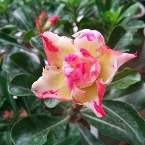 侬律花园 重瓣沙漠玫瑰花苗盆栽四季花卉绿植物老桩室内阳台小盆景开花不断带土发货多色花卉植物易成活 黄金雀 3年苗15 20厘米高【图片 价格