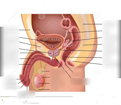 Male Reproductive Anatomy 2 Diagram Quizlet