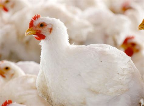 Broilers