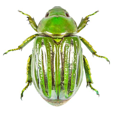 Chrysina Gloriosa