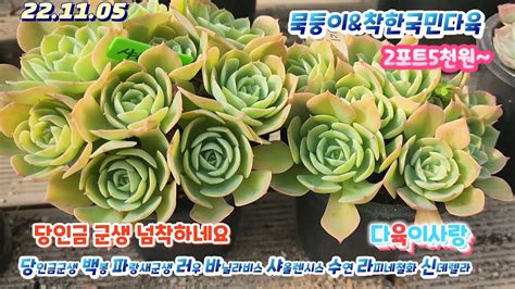 다육이사랑2탄2포트5천부터~당인금군생12백봉 하트딜라이트덕양갈메기 둥근잎파랑새군생러우바닐라비스07샤올렌시스수연라피네철화백봉신데렐라 Youtube