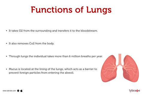 Lungs Function