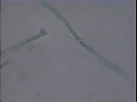 Anabaena Charles County Public Access Free Download Borrow And