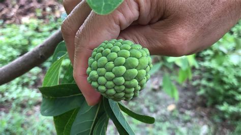 釋迦袋植會開花嗎讓畫面告訴你 YouTube