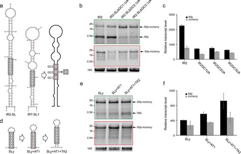 Structural Requirement Of Type Ii Stem Loops For Rna Cleavage A Download Scientific Diagram