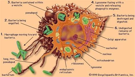 Mononuclear Phagocyte System Physiology Teaching Cells Medical Laboratory Science Medical