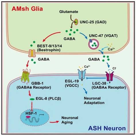 Neuron 浙江大学康利军团队揭示胶质细胞调控神经元适应性和衰老退变的神经机制 浙江大学 新浪新闻