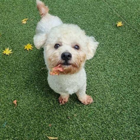 입양완료 다시사랑받개