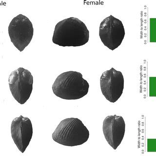 Shell Shape Variation In C Ambigua Morphotypes For Which Sex Was Download Scientific Diagram