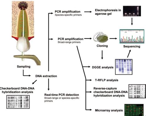 Different Molecular Techniques That Can Be Used To Identify The Diverse