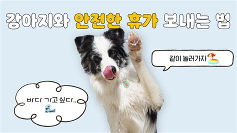 강아지와 즐겁고 안전한 휴가 이것만 알아두세요 🏖️ L 1문 1답 Qanda L 설채현 행동학 수의사 Youtube