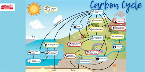 Carbon Cycle Diagram Steps Definition In Biology