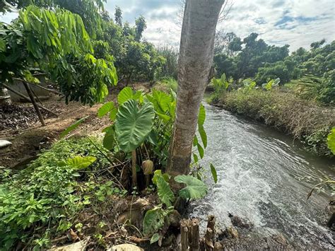 ขายที่สวนลำใยติดลำธารน้ำไหลผ่านวิวดอยหลวงพร้อมโอน ที่ดินร้อยแปด คอม