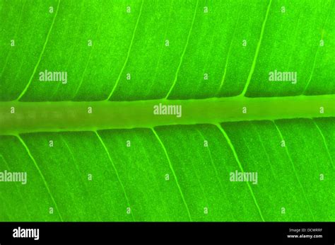 Structure Of Leaf Stock Photo Alamy