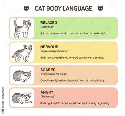 Cat Body Language Infographic Stock Vector Adobe Stock