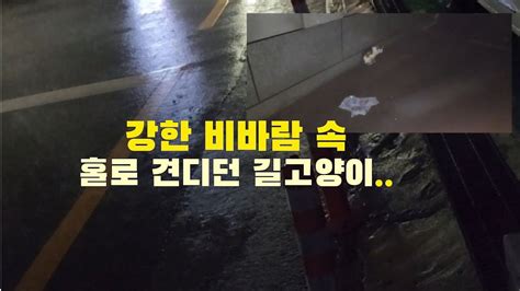 강한 비바람 속 홀로 견디던 길고양이에게 무슨 일이야 Youtube