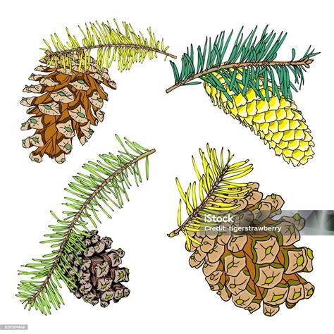 수채화의 그린 및 손으로 그려진된 맺은 침 엽 수 Pinecone 소나무 가문비나무 삼나무 크리스마스에 대 한 디자인 모방입니다 크리스마스 수 제 전나무 콘입니다 벡터입니다